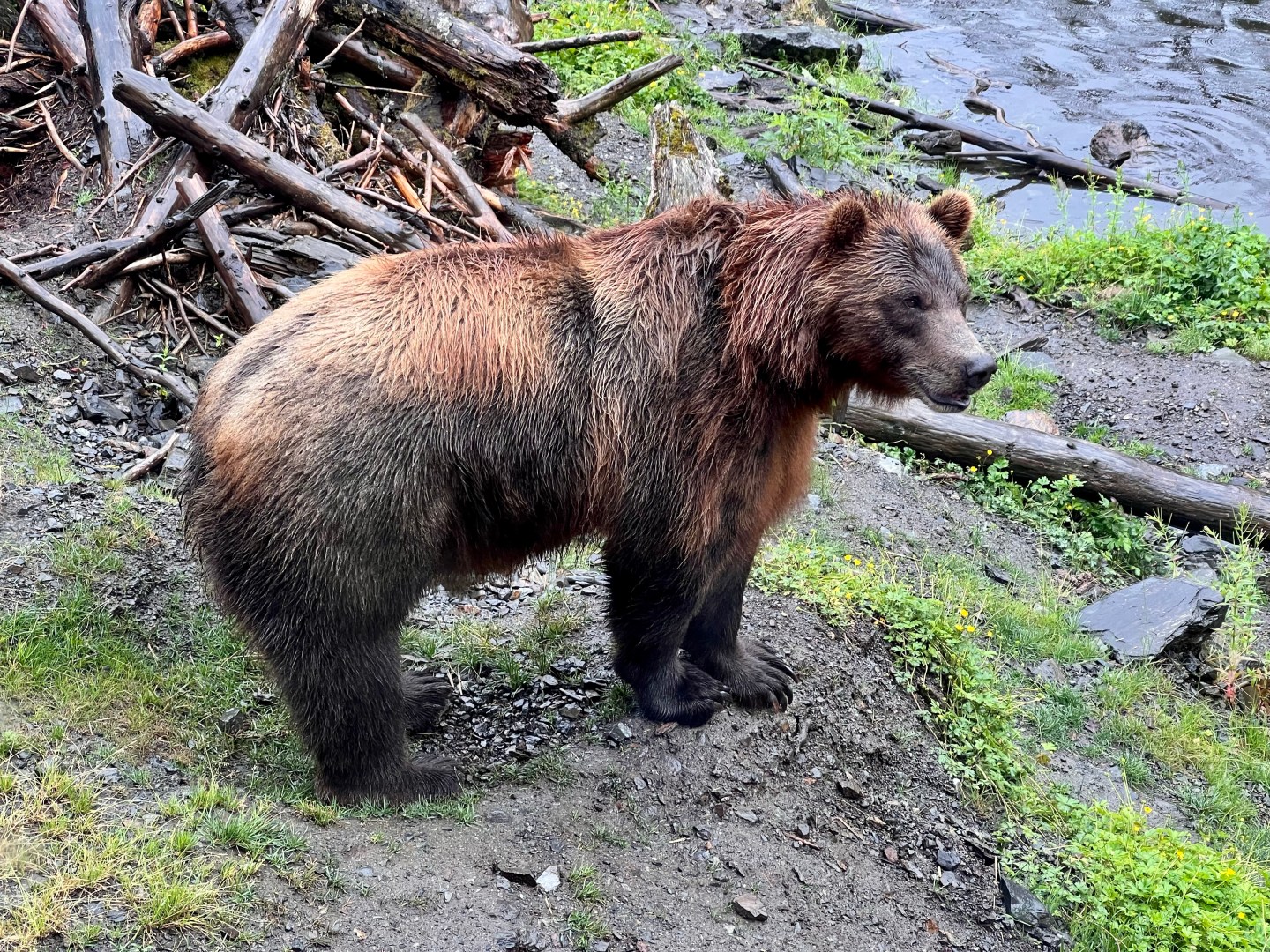 Alaskan Cruise: Dawes Glacier, Juneau, and Ketchikan – Wanderland Jess